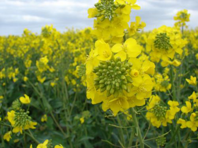 La importancia del cultivo de Colza en el sistema agronómico y comercial